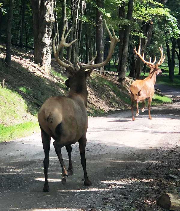 Top Elk Hunting Near Rhode Island | Best Guided Hunts | Stonebridge