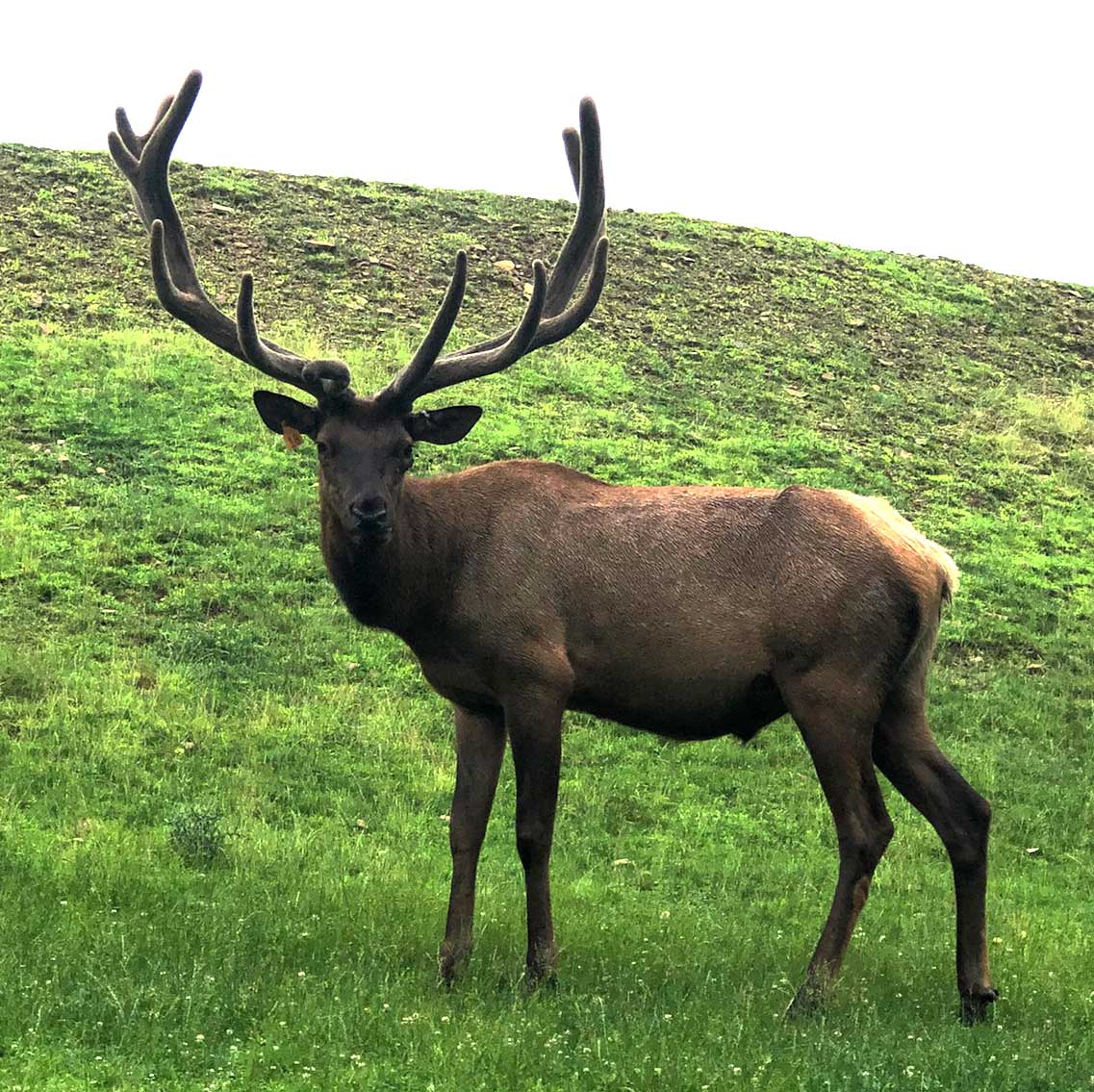 Top Elk Hunting Near Rhode Island | Best Guided Hunts | Stonebridge
