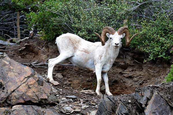 Top Ram Hunting Trips for Indiana | Best Guided Hunts | Stonebridge